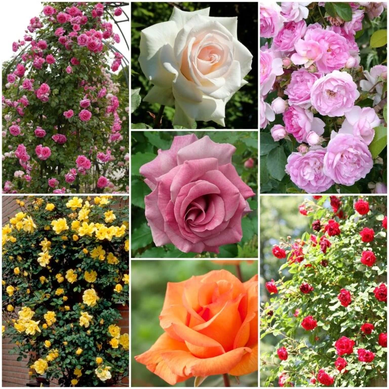 Repeat Flowering Climbing Rose Collection | Arbor Sapling Sales
